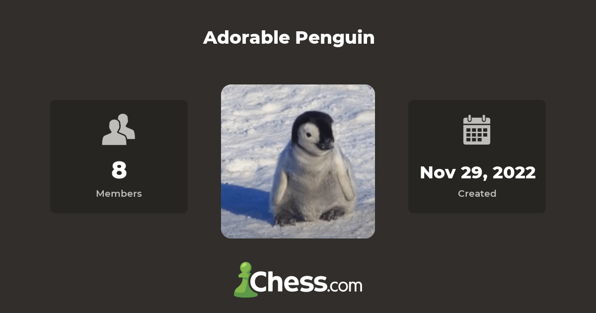 Adorable Penguin - Chess Club - Chess.com