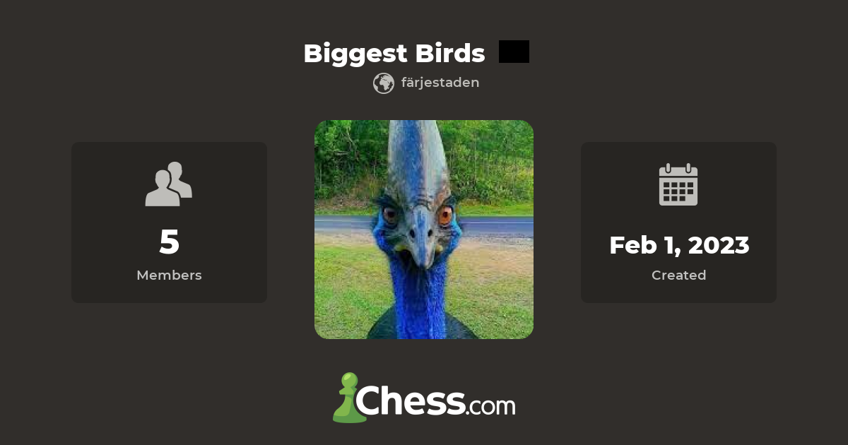 Biggest Birds - Chess Club - Chess.com