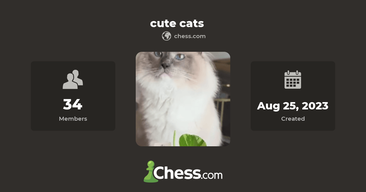 cute cats - Chess Club - Chess.com