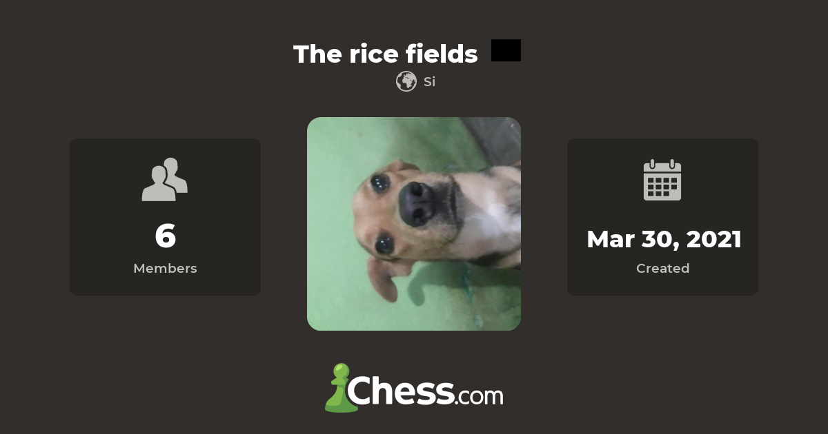 The rice fields - Chess Club - Chess.com