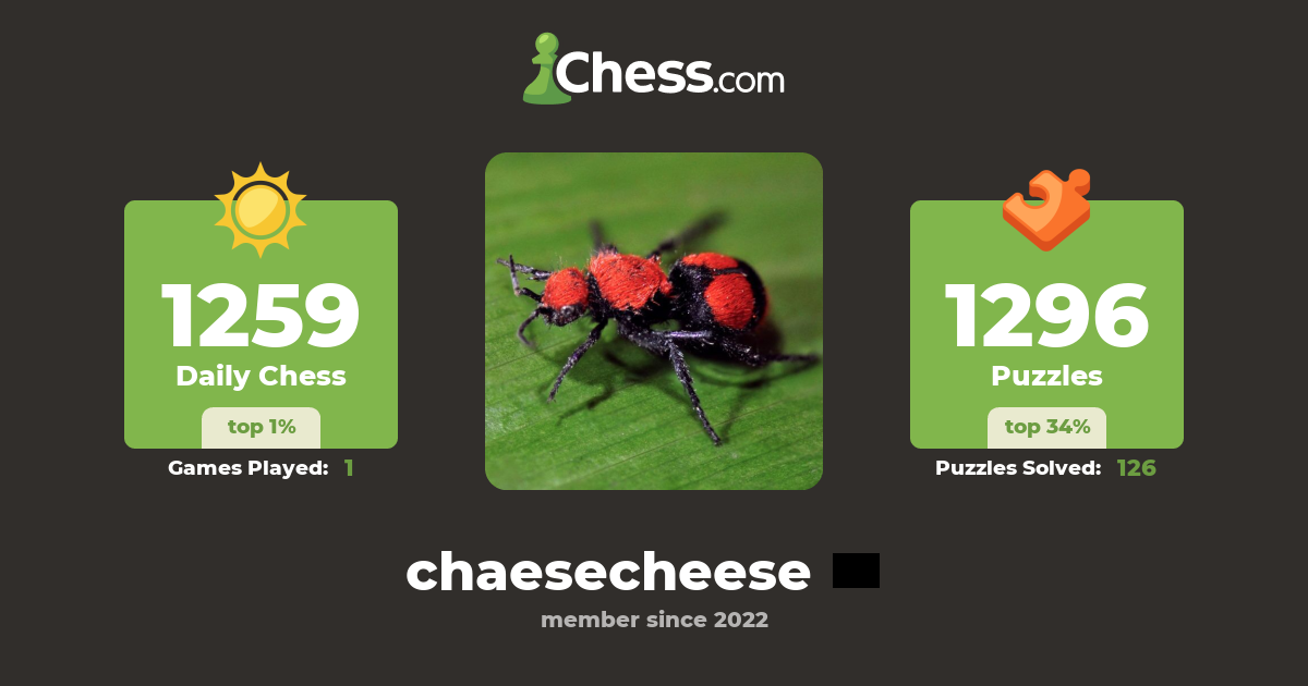 velvet ant *wing less gaint wasp* (chaesecheese) - Chess Profile ...